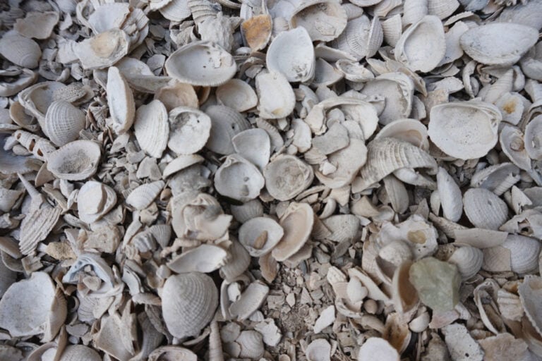 Shell - Carroll's Building Materials